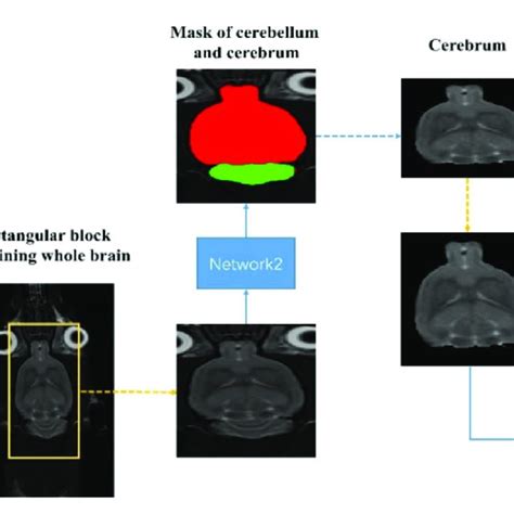 Pdf Automatic Rat Brain Image Segmentation Using Triple Cascaded Convolutional Neural Networks
