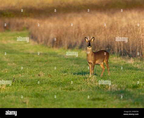 Roe Deer Capreolus Capreolus Singel Male On Grass Warwickshire