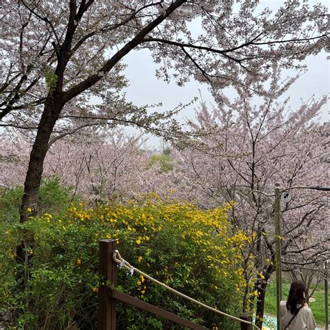 ソウルでいちばん好きな桜ヤンジェチョン おだやかな日々韓国生活