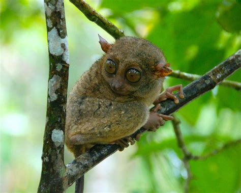 The 15 Best Philippines Nature And Wildlife Areas 2026 Tripadvisor