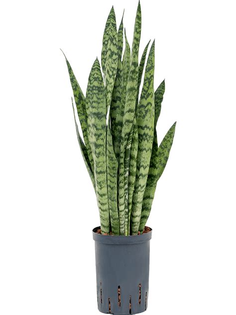 Sansevieria Zeylanica Hercs