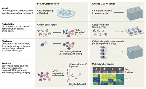 How To Analyze Crispr Screen Data For Complete Beginners From Fastq
