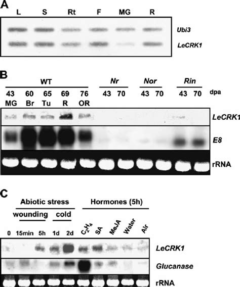 Subcellular Localization Of Lecrk1 Gfp Fusion Proteins Gfp Fusion
