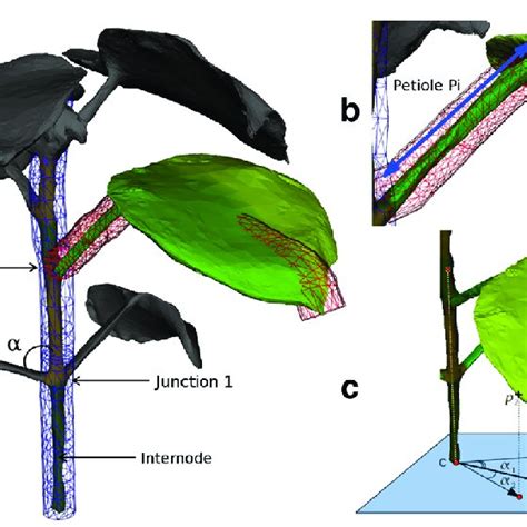 Examples Of Plant Segmentation Resultsillustration Of The Segmentation