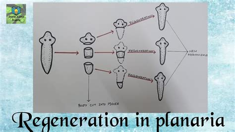 Regeneration Of Planaria