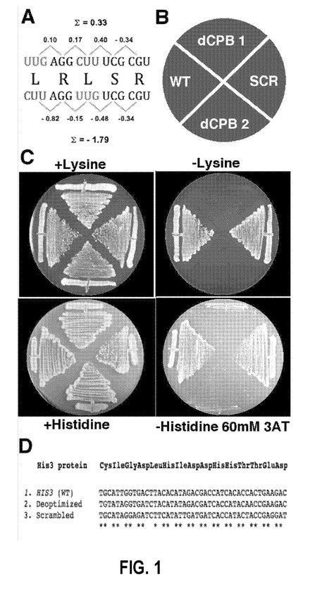 modified protein encoding sequences having increased rare hexamer