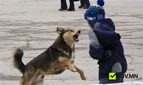 ГЭРИЙН ТЭЖЭЭВЭР АМЬТАНТАЙ АЙЛУУДЫН АНХААРАЛД Маргааш СБД т эзэнгүй муур нохой барина