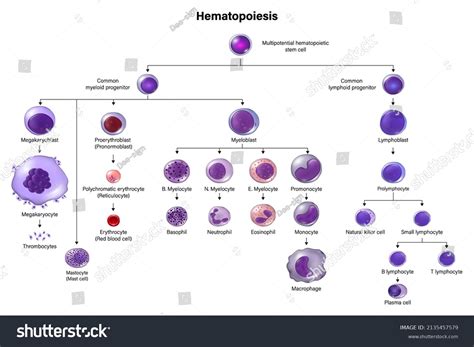 Hematopoiesis Photos And Images Shutterstock