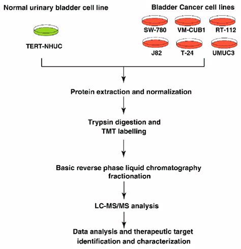 Workflow For Quantitative Proteomic Analysis Of Urinary Bladder Cancer