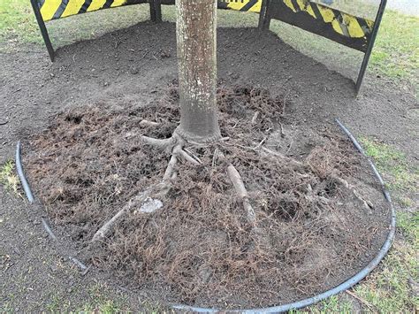 Unearthing The Hidden Threat Root Collar Disorders Homer Companies