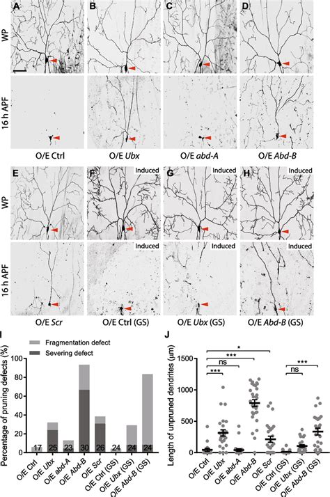Ectopic Expression Of Hox Genes Inhibits Dendrite Pruning Ah Live