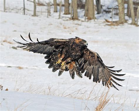 Virginia Golden Eagle Research And Conservation Virginia Dwr