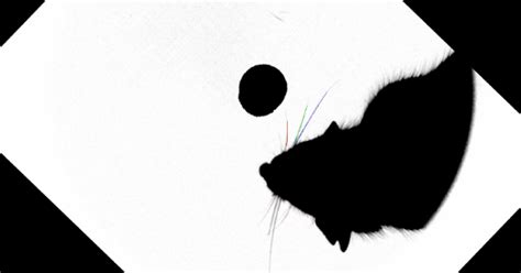 Body State Sensory Signals Commingle In Mouse Whisker Cortex The Transmitter Neuroscience