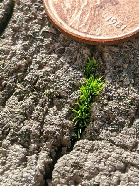 Tiny Grass Unit Is Optimistic And Determined R Tinyunits