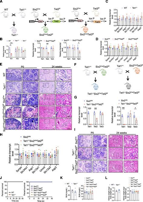 Tet2 And Tet3 Mediated Cytosine Hydroxymethylation In Six2 Progenitor Cells In Mice Is Critical