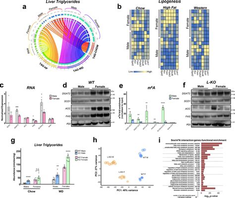 Transcriptional Regulation Of N6 Methyladenosine Orchestrates Sex