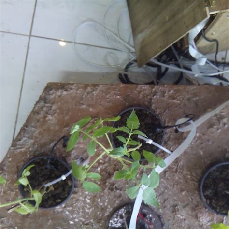 Tomato Disease Detection Object Detection Model By Thesis Team Ana