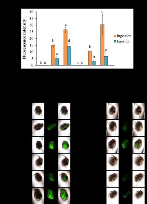 Effects Of Polystyrene Ps Nanoplastic Np Concentrations At 23 °c Download Scientific