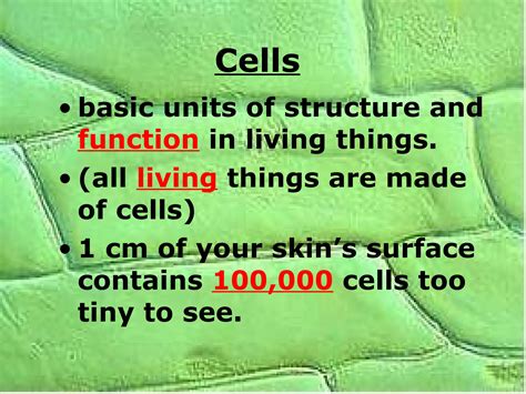 2 Structure Function Living Systems Ppt