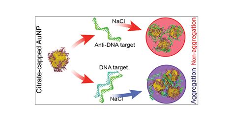Dna Based Gold Nanoparticle Sensor For Bladder Cancer Detection Acs Applied Nano Materials