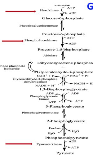 Ch15 Glucose Catabolism Flashcards Quizlet