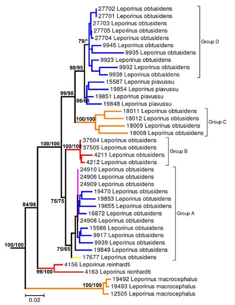 Partial Maximum Likelihood ML Tree Showing Relationships Among Some Download Scientific