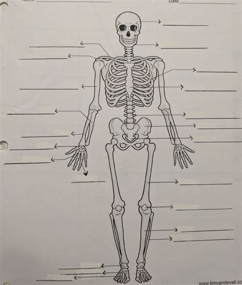 Life Science Module Skeleton Diagram Diagram Quizlet
