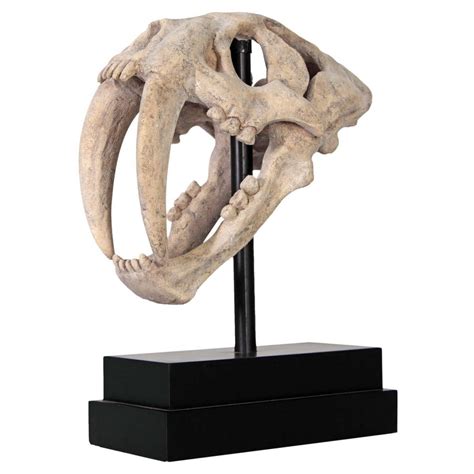 Saber Tooth Tiger Fossil Sabertooth Tiger Cat Fossil Skull Skeleton