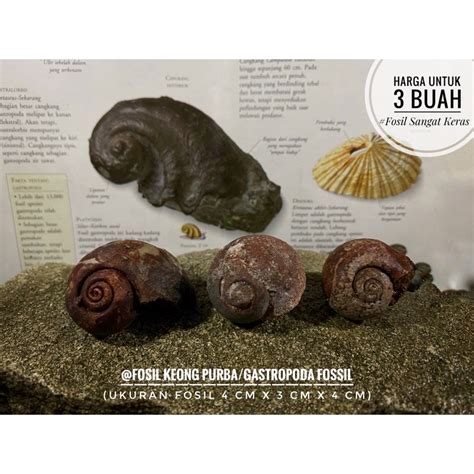 Jual Fosil Keong Purba A33 Atau Fosil Gastropoda Atau Fosil Kol Buntet