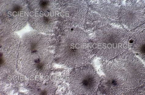 Fish Embryo In Metaphase Lm Stock Image Science Source Images