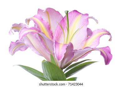 3 Lilium Tom Pouce Royalty Free Images Stock Photos Pictures Shutterstock