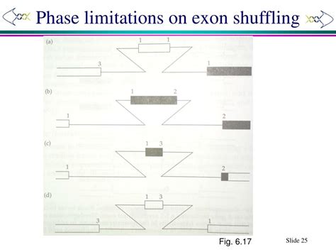 Ppt Gene Duplication Exon Shuffling And Concerted Evolution Powerpoint Presentation Id 3410970