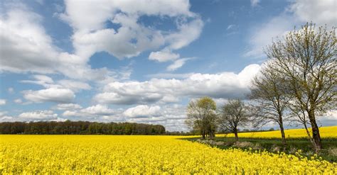 Schleswig Holstein 게스타흐트 경치 경치가 좋은 계절 계절의 변화 고요한 구름 구름 경치 구름 낀 하늘 꽃밭 꽃이 만발한 들판 나무
