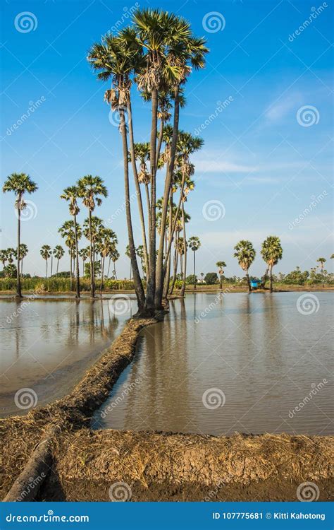 Landscape Of Sugar Palm Tree In Thailand Stock Image Image Of Plant