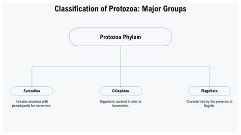Classification Of Protozoa Major Groups Protozoa Phylum Ppt Summary Acp Ppt Powerpoint