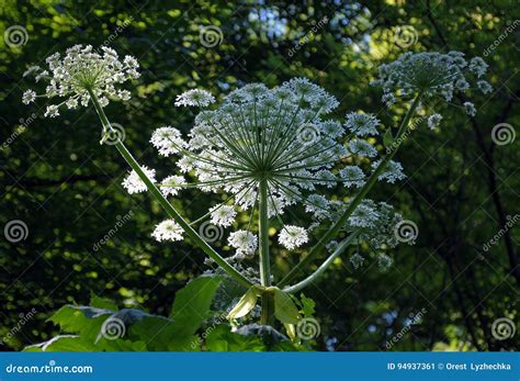 Poisonous Plant Cow Parsnip Sosnowski7 Stock Image Image Of Stem
