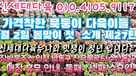 🌸신세대다육 01041059117🌸제27탄 3월 봄 맞이 가격 착한 묵둥이들 첫 소개 합니다 아름답고 화려한 육이들과 함께