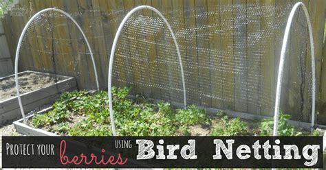 How To Make Diy Bird Netting To Protect Berry Bushes Fabulessly Frugal