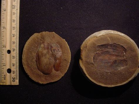 Need Id Big Seed Fossil Id The Fossil Forum