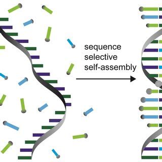 Illustration Of The DNAtemplated And Sequence Selective Assembly Of Download Scientific