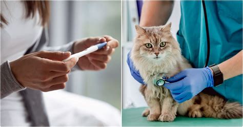 수의사 남친에게 임신 사실 알렸는데 자기 아이 맞냐면서 충격적인 고백을 하네요” 위키트리