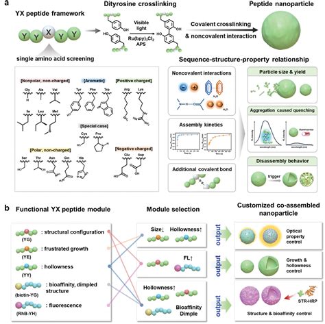 Harnessing Amino Acid Modularity For Programmable Function In Covalent
