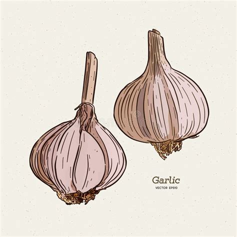 Garlic Hand Draw Sketch Vector Stock Vector Illustration Of Isolated Healthy