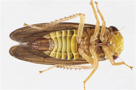 Oncopsis Bugguide Net