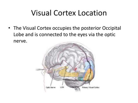 Visual And Auditory Cortex Pptx