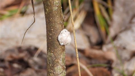 37 Types Of Scale Insects Pictures And Identification Guide