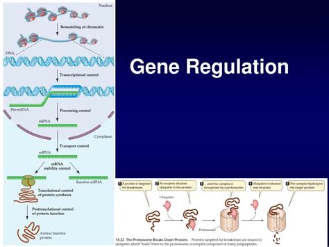 Regulation Examples Biology At Thomas Simpson Blog