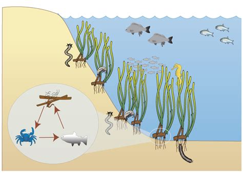 Seagrass Investigate Current Research Teach Ocean Science