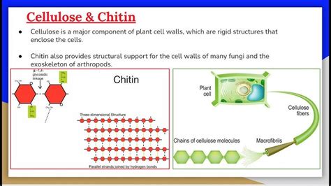 Chitin Examples