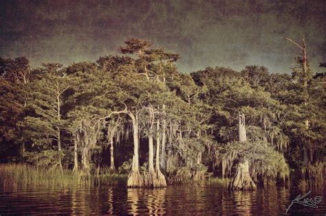 Cypress Tree At Blue Cypress Lake Cypress Flickr